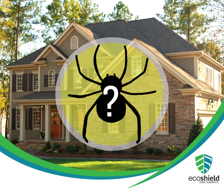 What Kind of Spider is in My House?